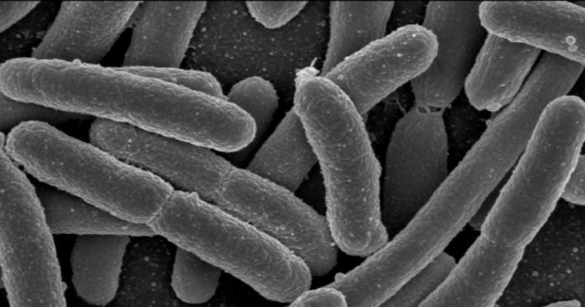 USA, scoperto primo batterio resistente a tutti i tipi di antibiotico