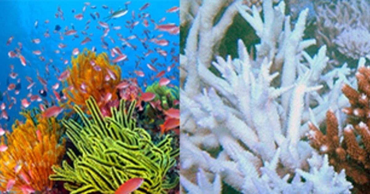 The Great Barrier Reef is losing its color to bleaching
