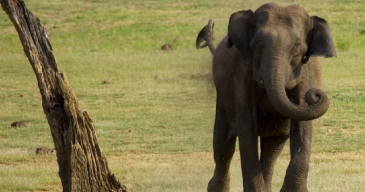 Poaching pressure could be making elephants more aggressive
