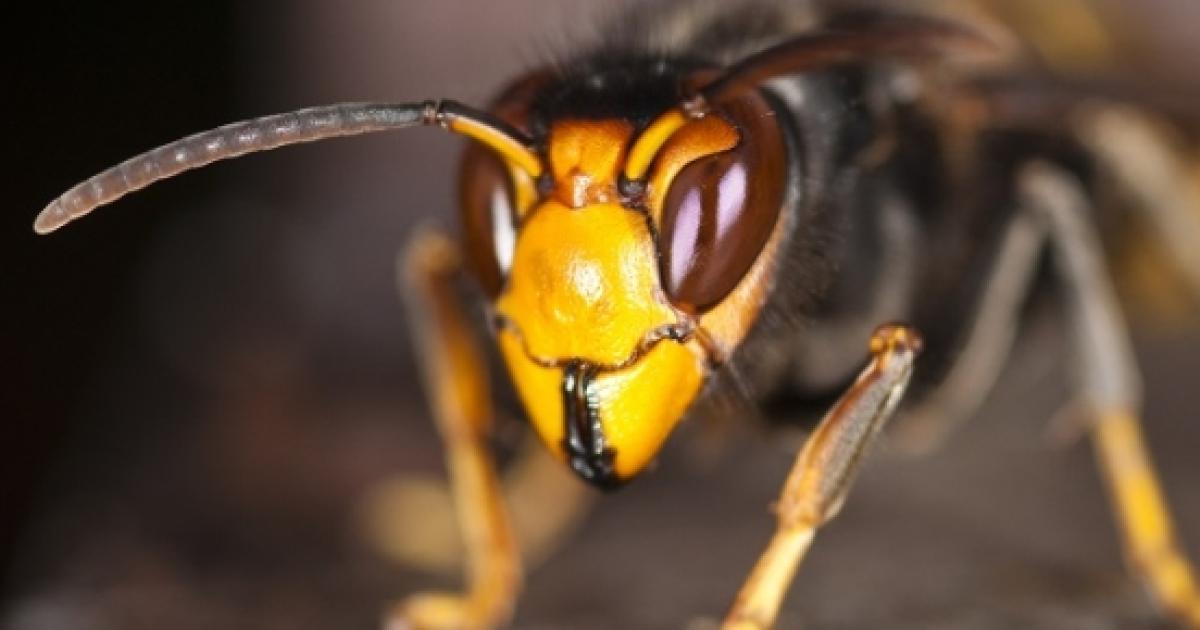 Arriva il 'calabrone killer' anche in Italia