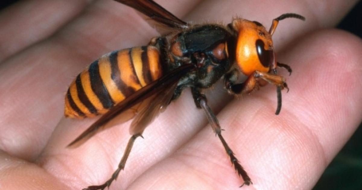Attenti ai 'calabroni killer' dalla Cina: come riconoscerli ed evitarli