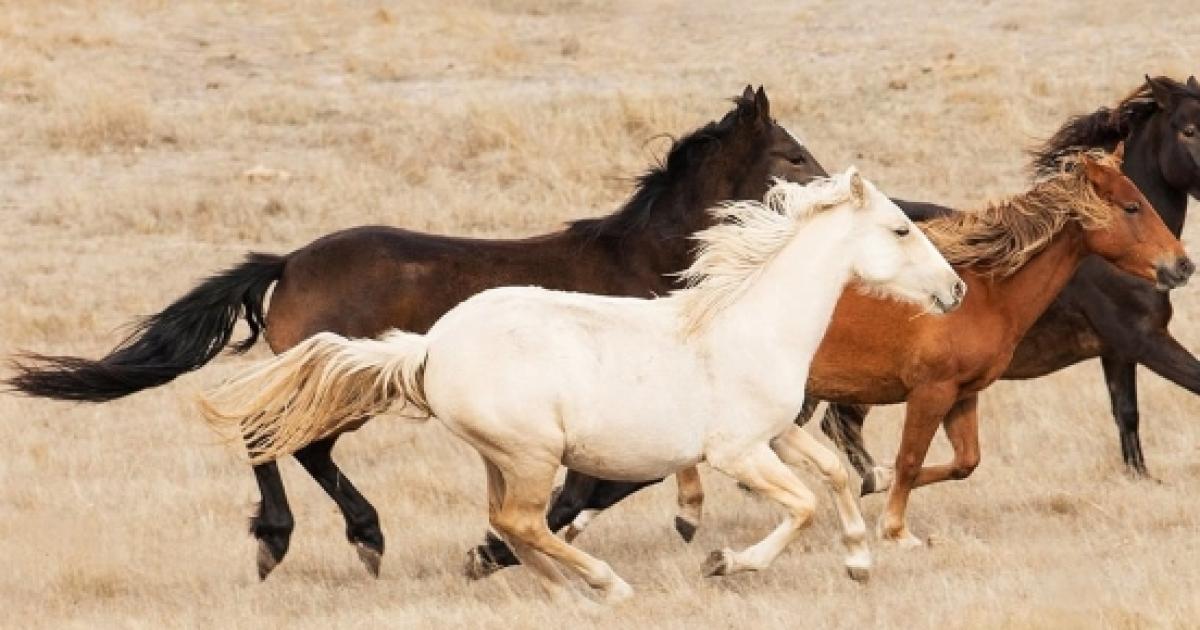Hunting of the Wild Brumby In Australia enrages the public