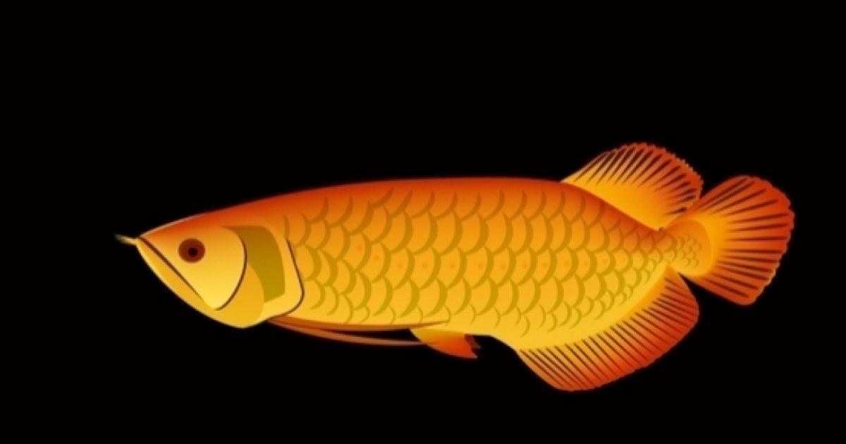 The Arowana is the world’s most smuggled and expensive tropical fish