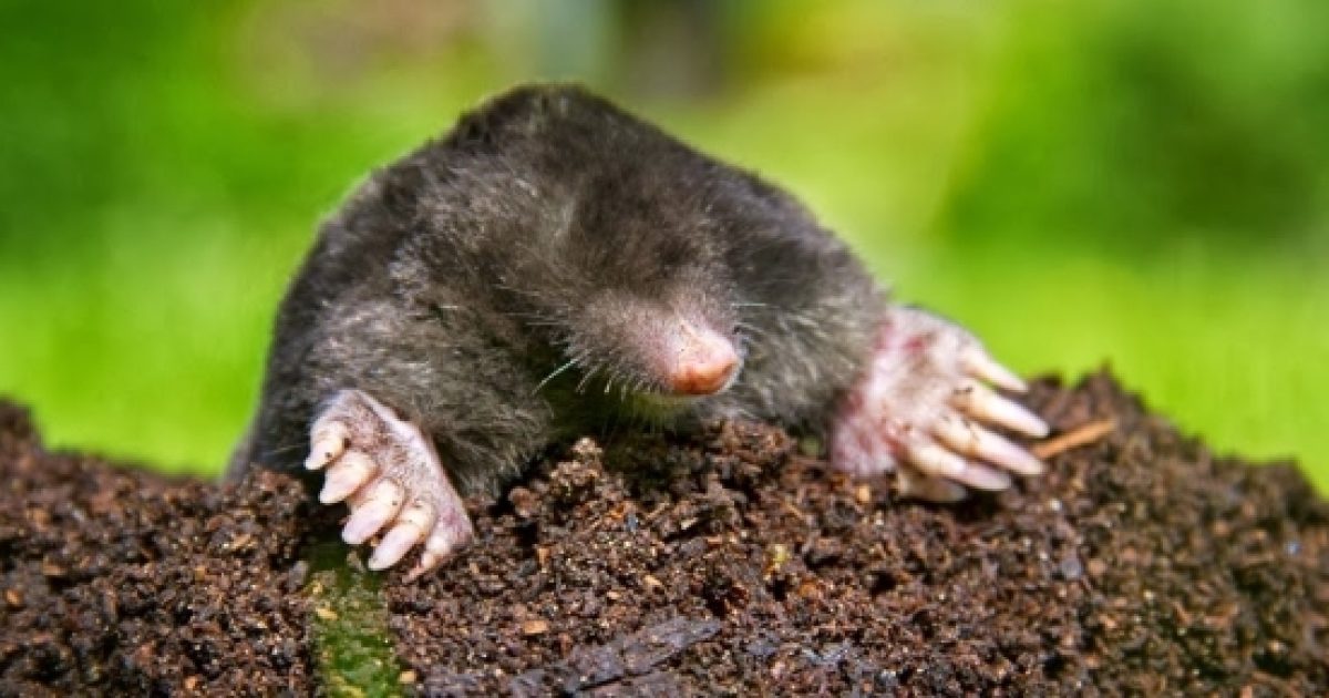 Cauchemar au jardin : les taupes