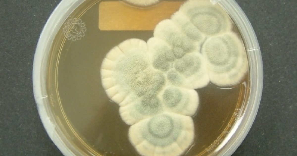 Batterie esauste e ambiente: riciclarle è possibile grazie ai funghi