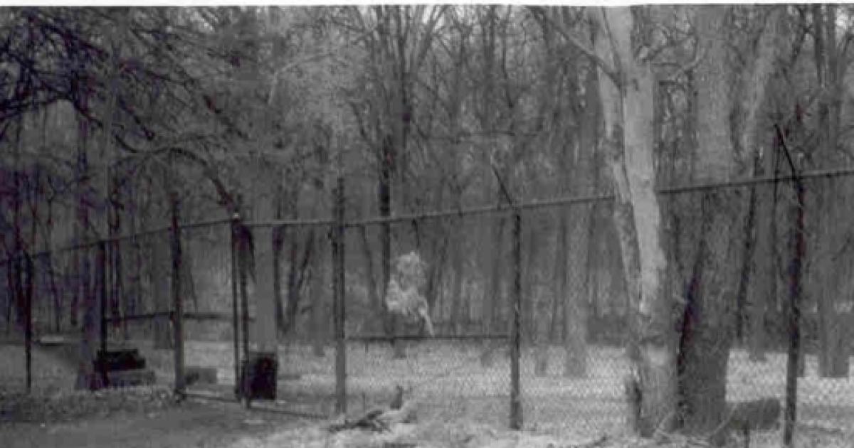 Chicago’s Bachelor Grove Cemetery is the most haunted graveyard in America