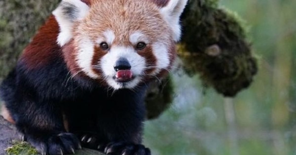 Two Baby Red Pandas Born at a Safari Park in Somerset, UK