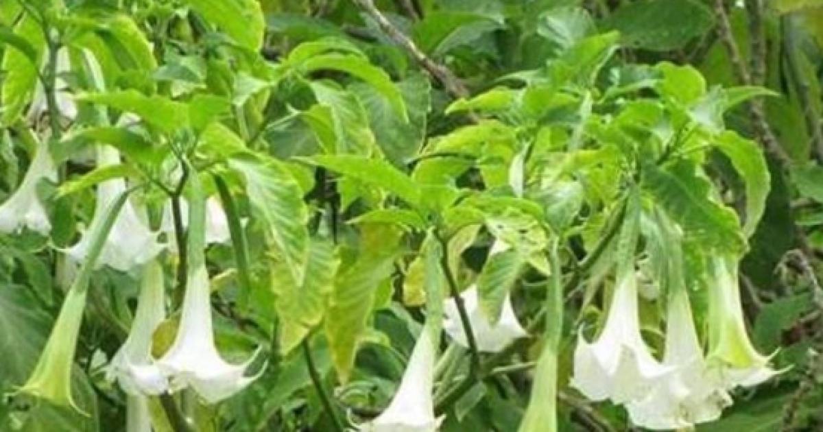 Burundanga, Droga Letal que llega a España