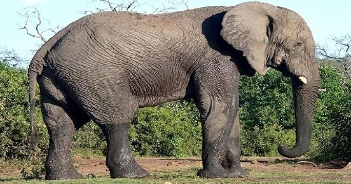 Le Brésil ouvrira le premier sanctuaire des éléphants d’Amérique Latine