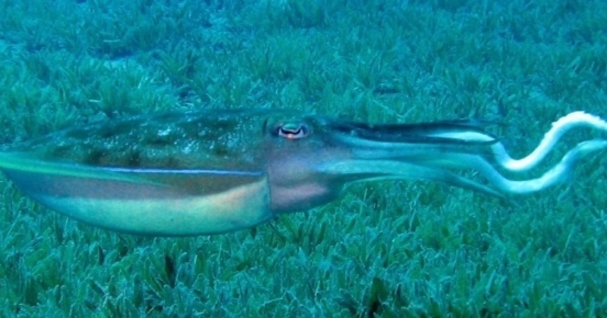 Cuttlefish is better in counting than a human infant