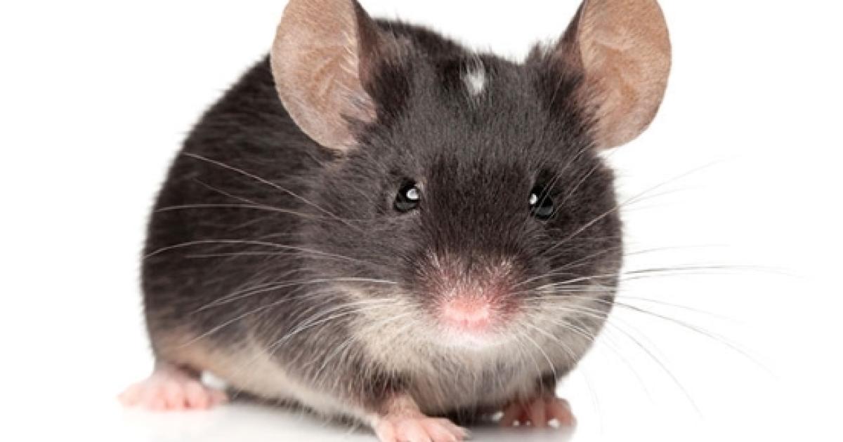 Adult stem cells used in mice have been able to reverse loss of vision