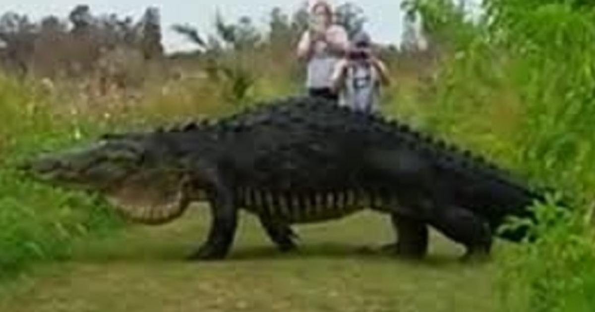 Insanely large alligator strolls in front of tourists in Lakeland, Florida