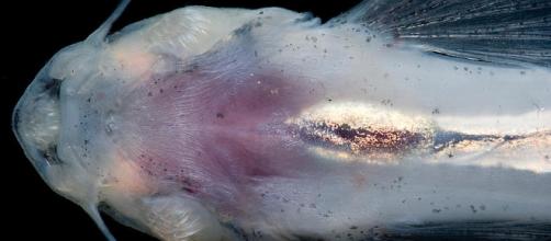 Candiru: conheça os perigos por trás dessa criatura