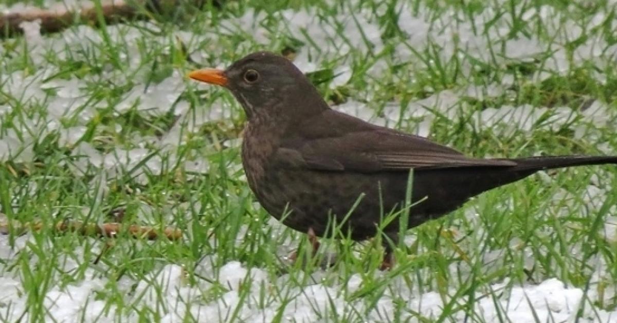 Giorni della merla 2017: quando cadono, origini del nome e previsioni meteo