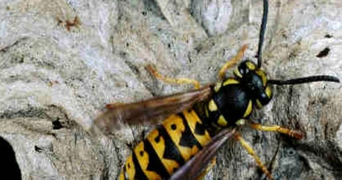 La vespa parassita che controlla la mente di chi la ospita