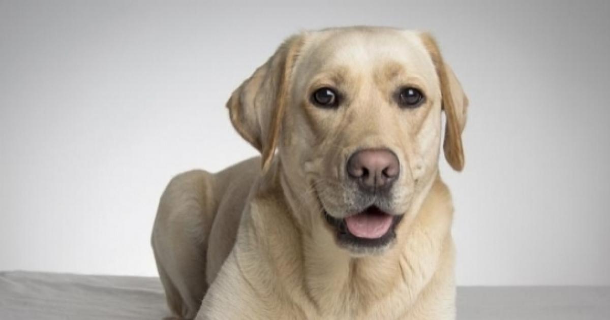 Kentucky teen helps 'lost' Yellow Labrador and gets a huge surprise