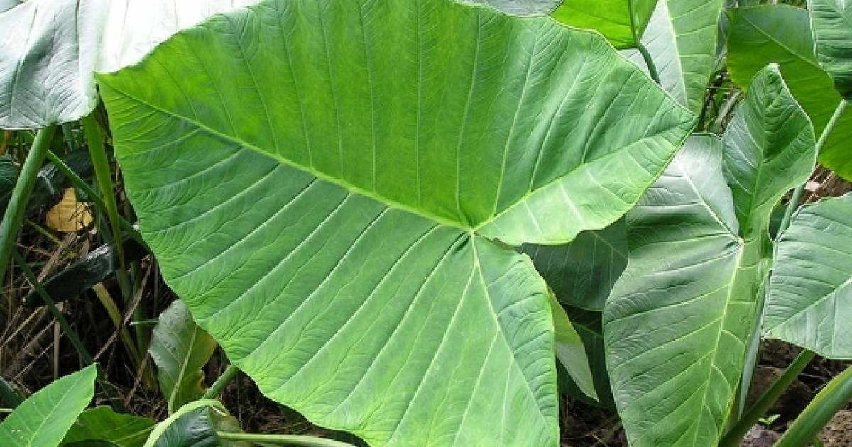 Aroid and Tropical Plant Club show public interest in household aroid ...