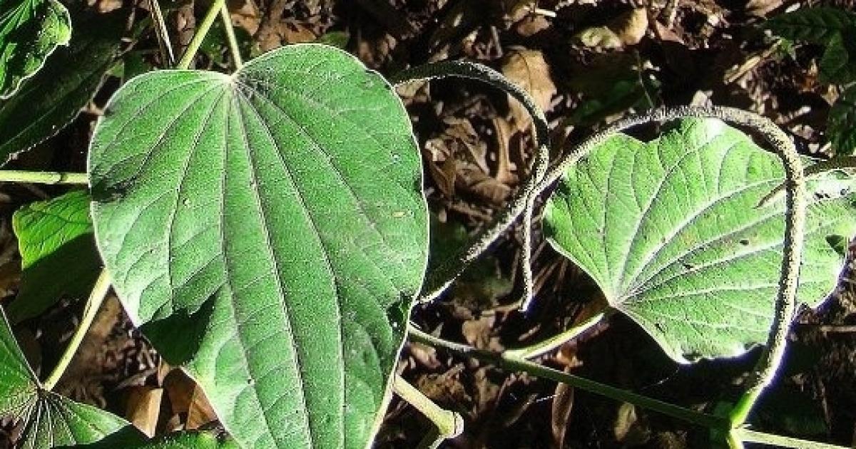 Capeba: saiba mais sobre a planta que é capaz de prevenir infecções ...