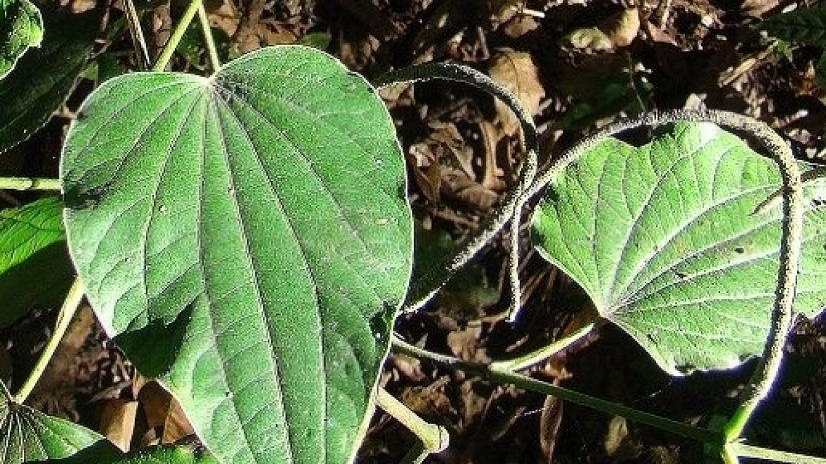 Capeba: saiba mais sobre a planta que é capaz de prevenir infecções ...