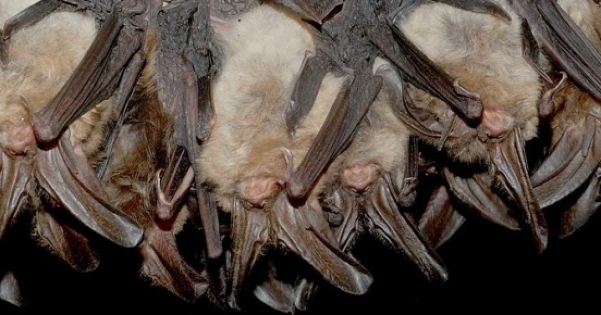 Thousands of bats invade Utah schools on World Rabies Day