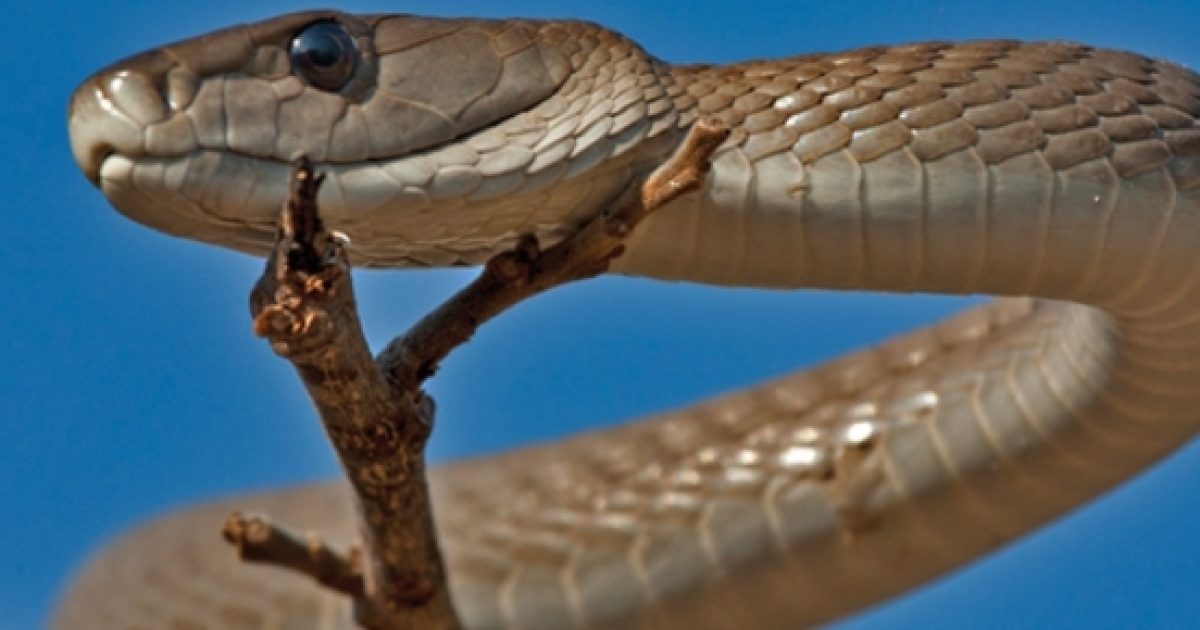 Is Ithala Game Reserve home to a snake spirit, or did we find a real mamba?