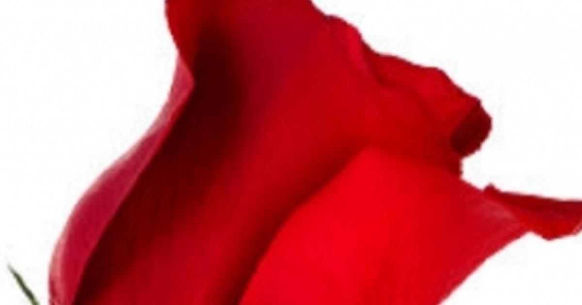 'The Bachelor' 2018 spoilers: first impression rose recipient, more ...