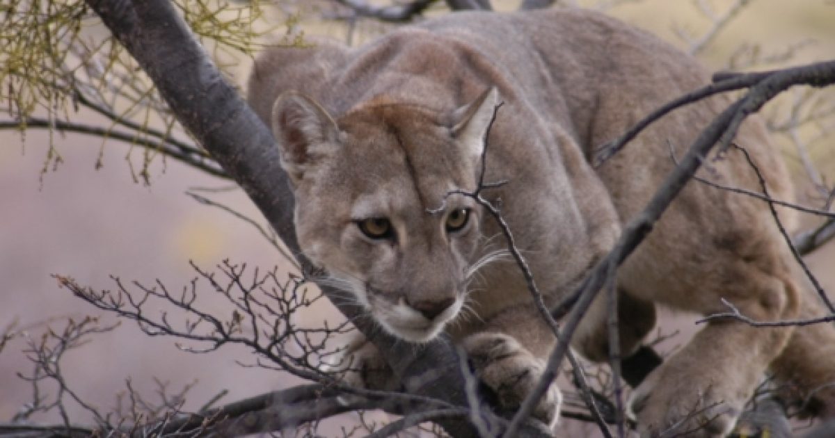 Puma, un felino solitario, o forse no? Ecco la nuova scoperta