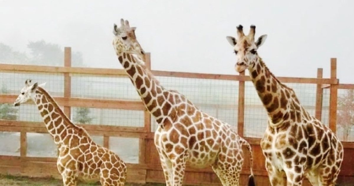 New York honors Jordan Patch, but giraffes steal the show
