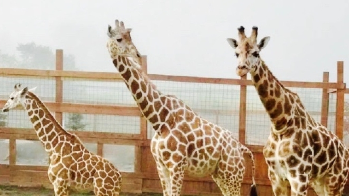 New York honors Jordan Patch, but giraffes steal the show