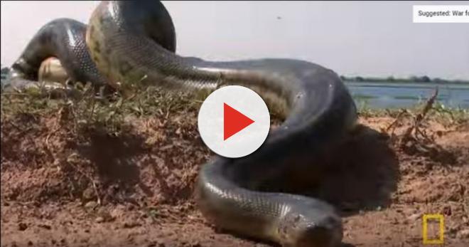 4 Of The Longest Snakes In The World