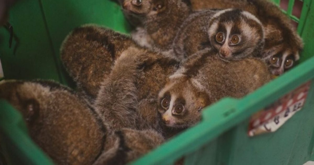 Smugglers worldwide use social media to sell abused Slow Lorises