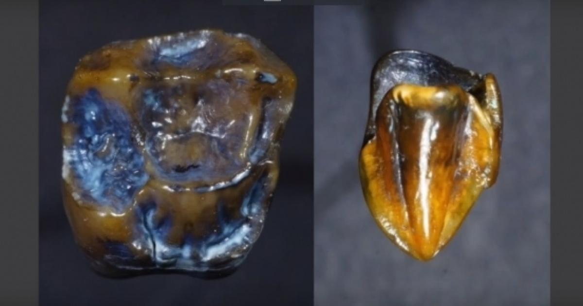 Prehistoric teeth fossils may rewrite human history