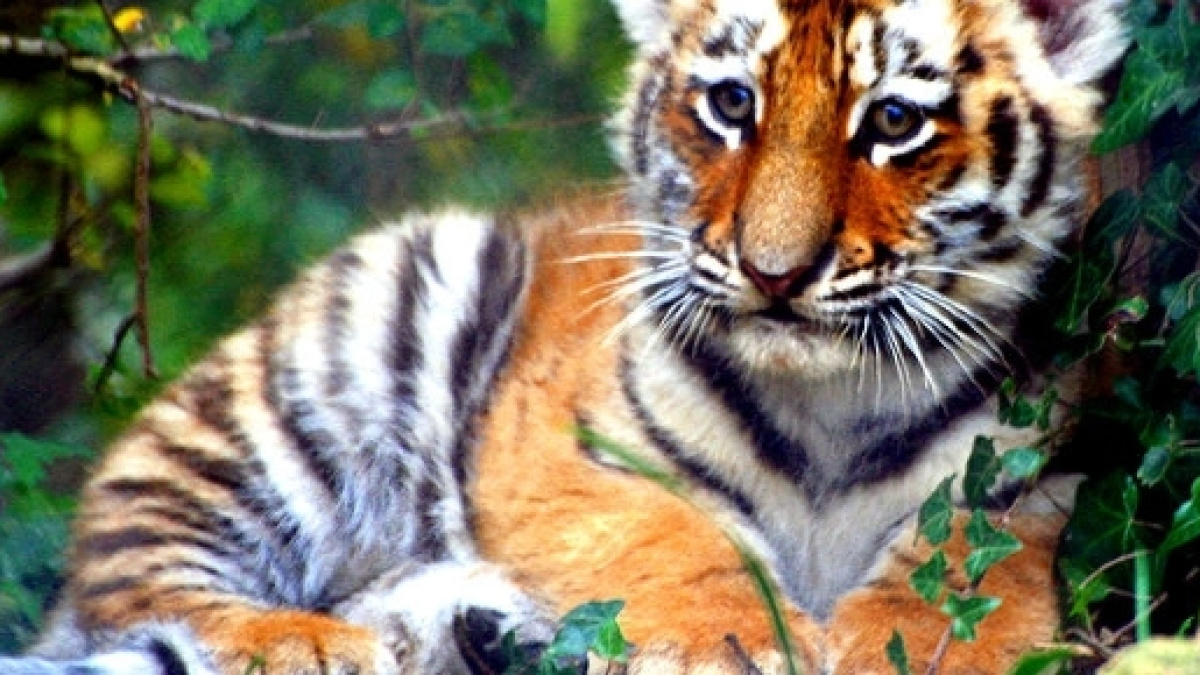 Operation Jungle Book arrests animal smugglers in Claifornia