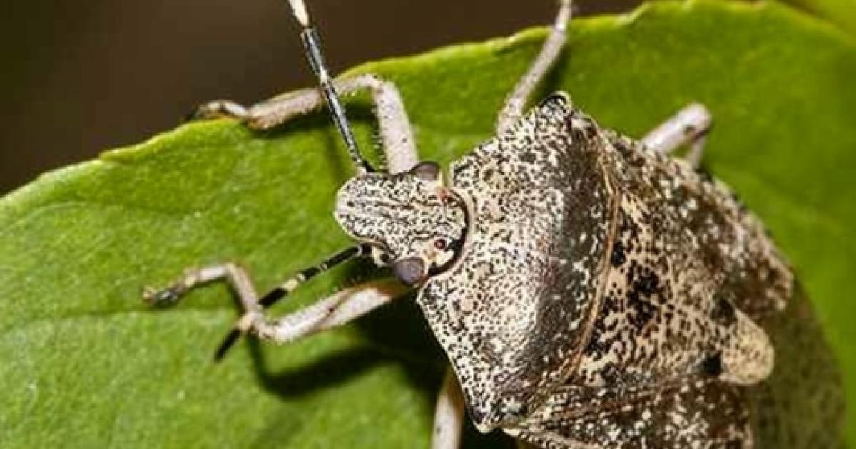 Cimici asiatiche invadono il Nord Italia: come fare per contrastarle