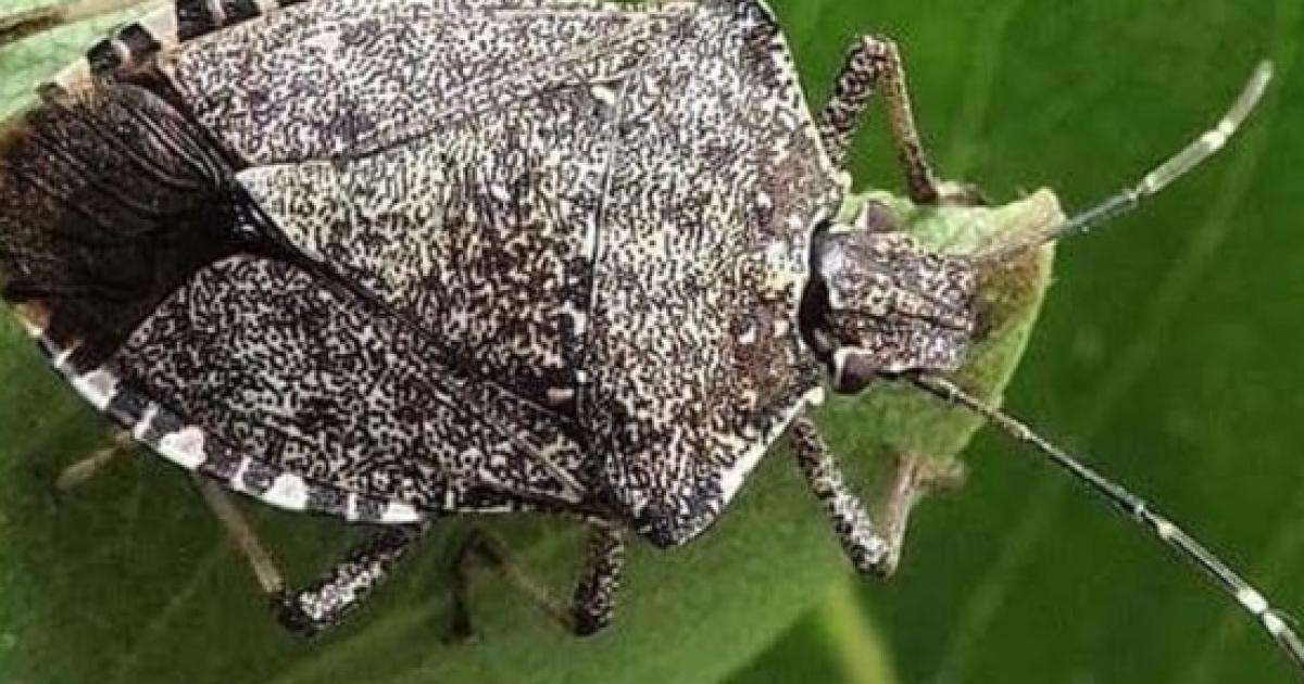 Perché le cimici asiatiche spaventano il Nord