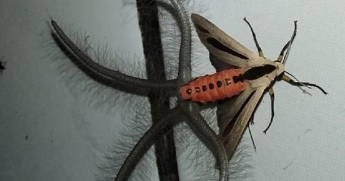 Inseto deixa internautas aterrorizados por causa de sua aparência