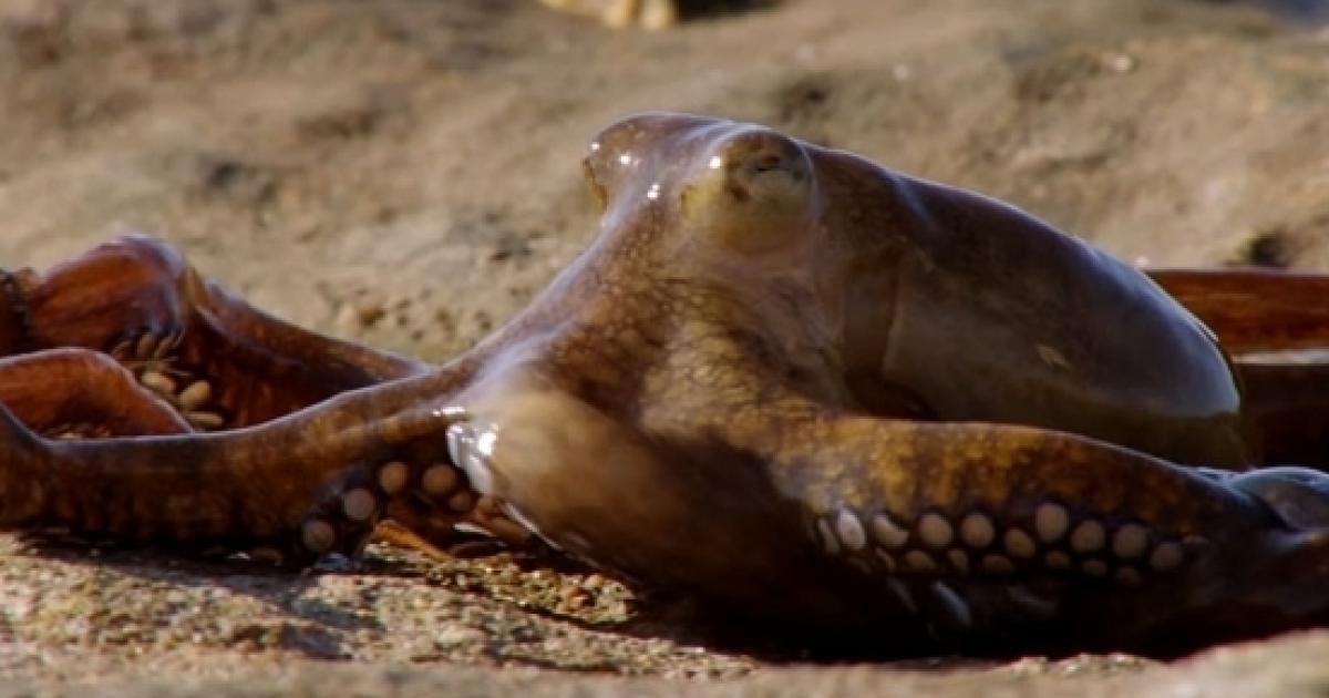 Video: Dozens of octopuses leave the water and crawl up a Welsh beach