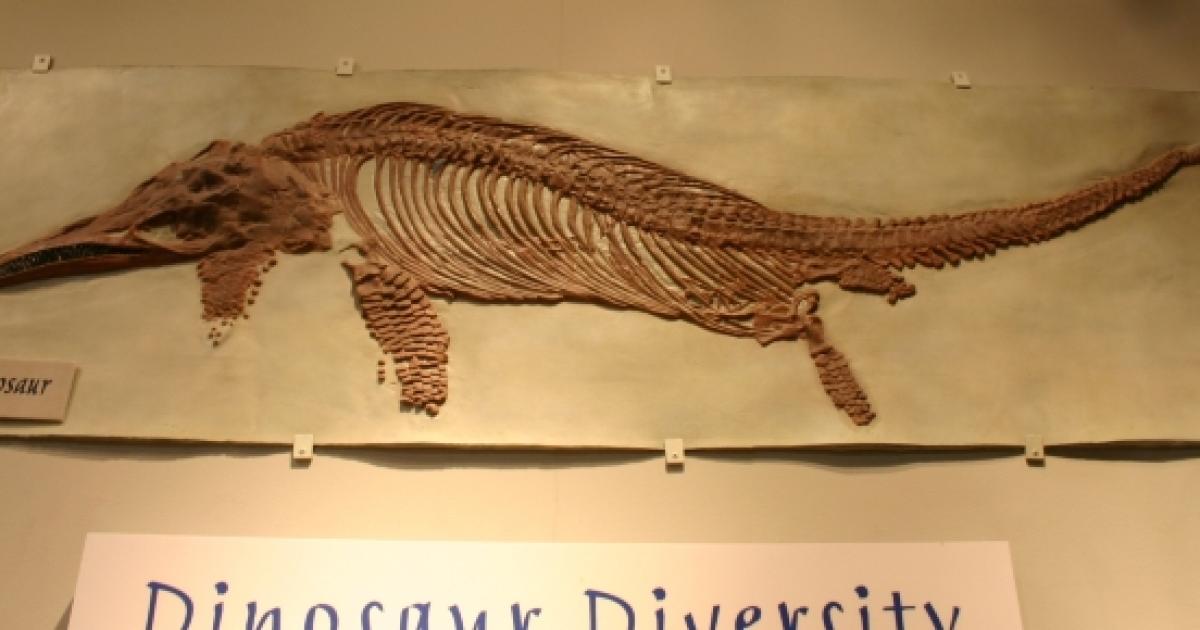 Ichthyosaur fossil discovery in India sheds light on their evolution ...