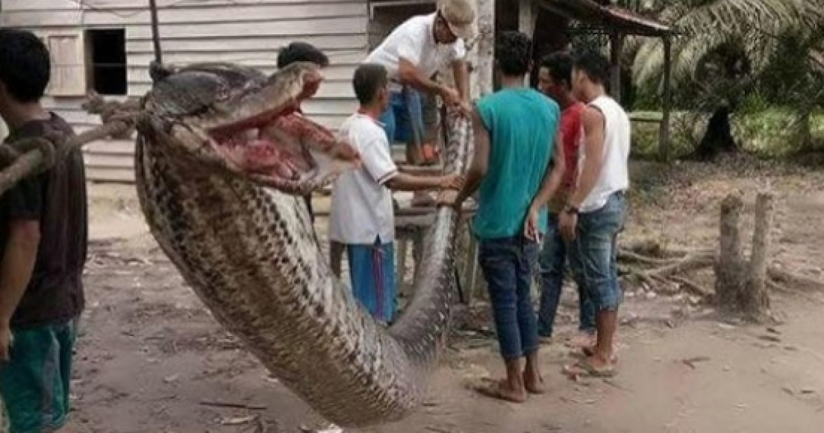 Indonesian man survives battle with 23ft reticulated python