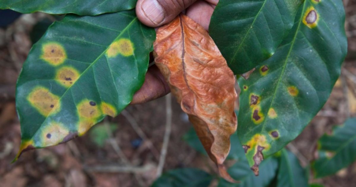 Colombia coffee plants under danger of coffee rust disease