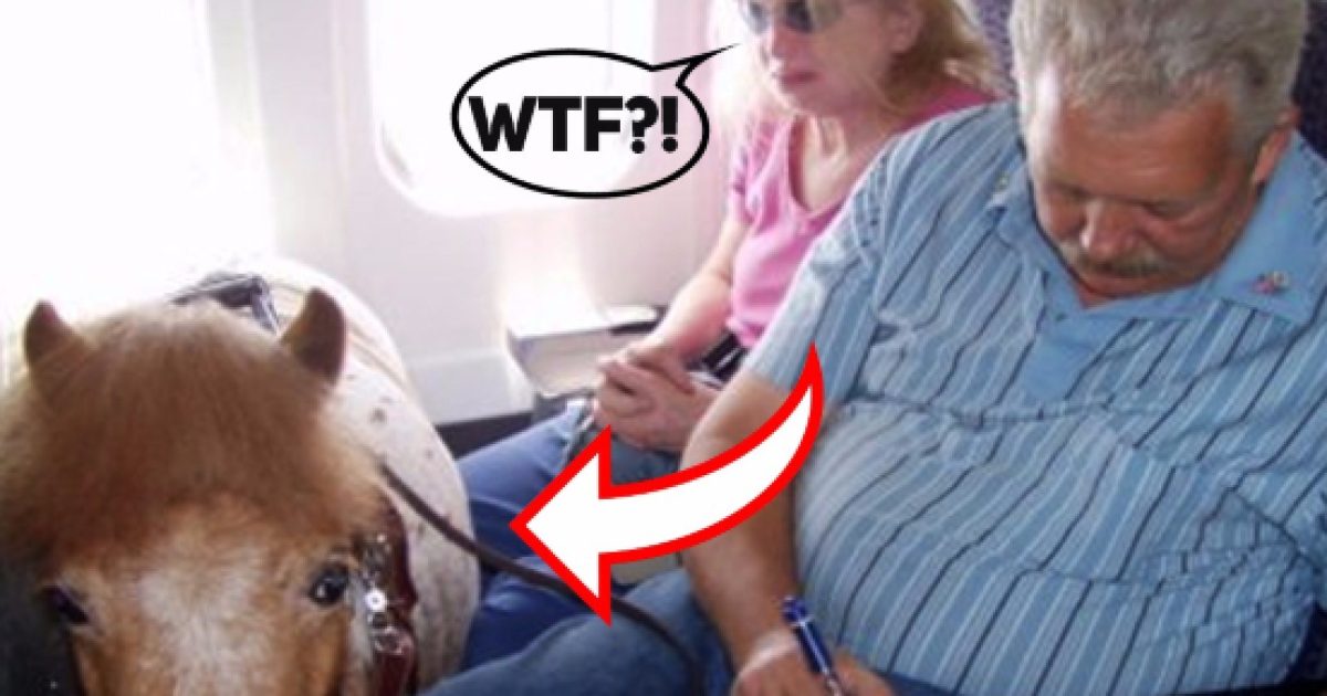 Craziest emotional support animal stories