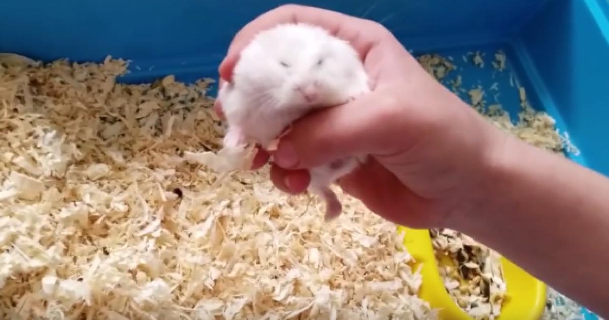 4 Hamsters That Passed On Tragically