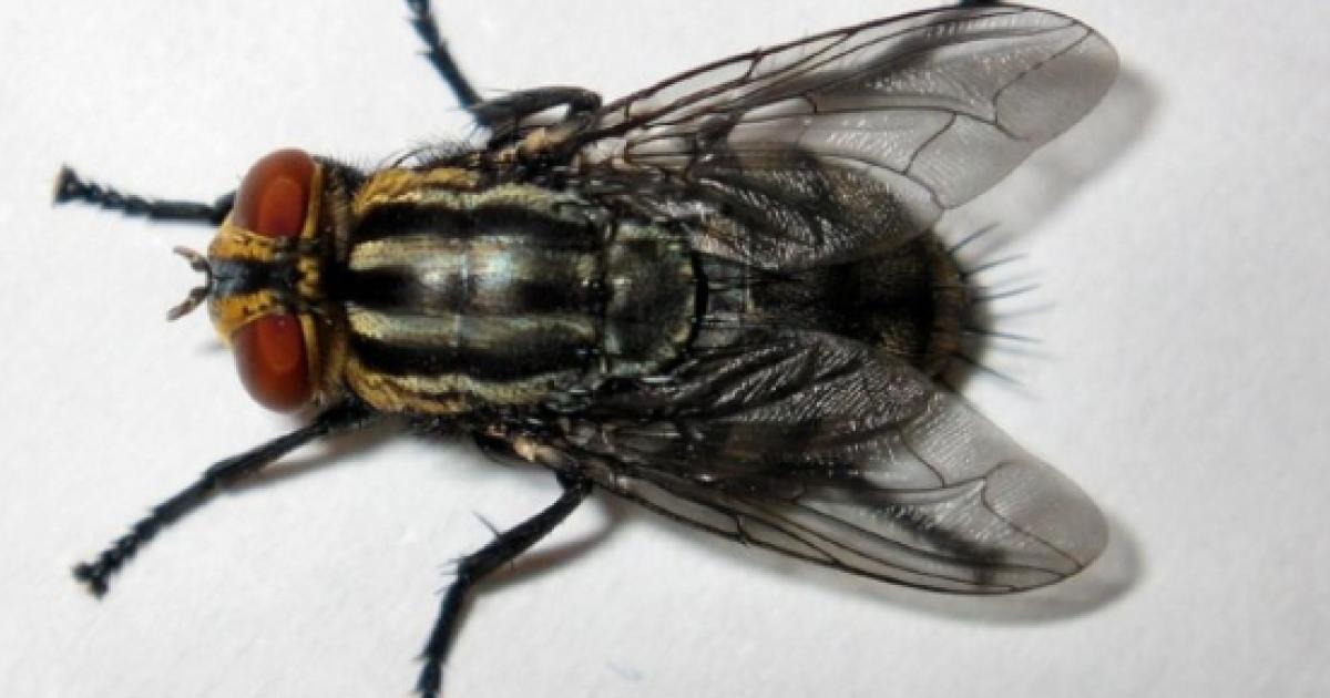 Mosche, un rischio per la salute