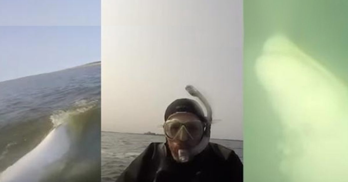 Beluga singing along to this diver's song will make you emotional