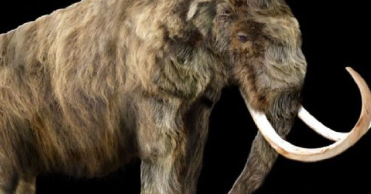 'The president', mammut vinto all'asta: dalla Siberia alla hall di una ...