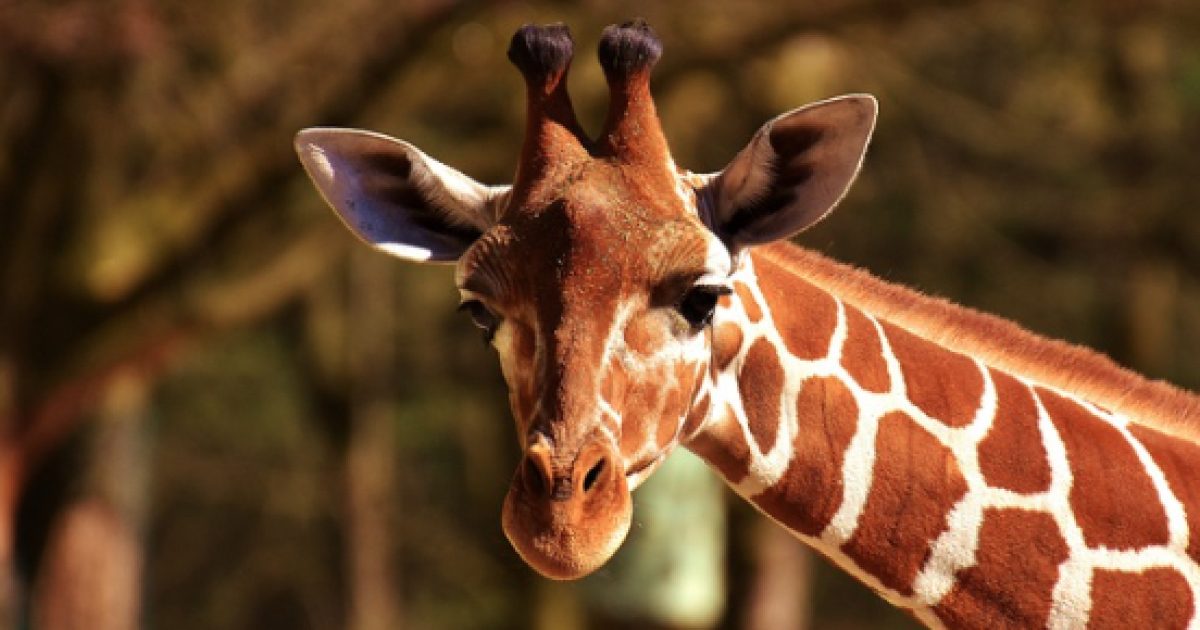 Fire At Brights Zoo: Jonesborough Fire Department Did Not Respond, Zoo Says