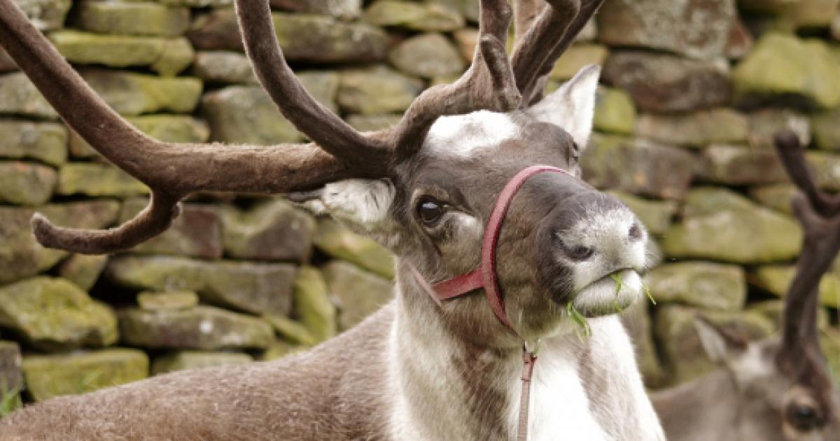 Santa's flying reindeer are all female