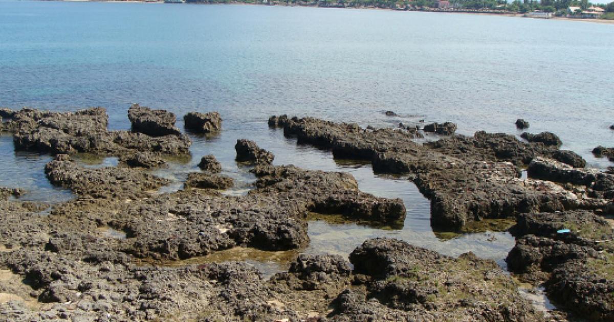 Coral reefs are dying around the globe