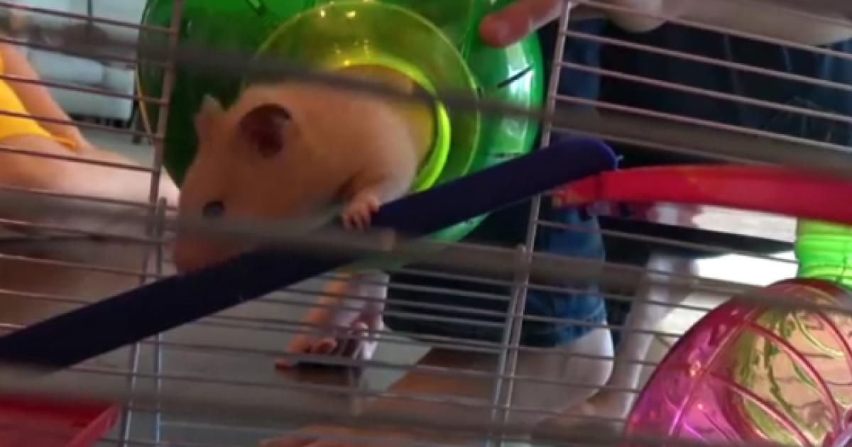 The basics of taking care of a hamster