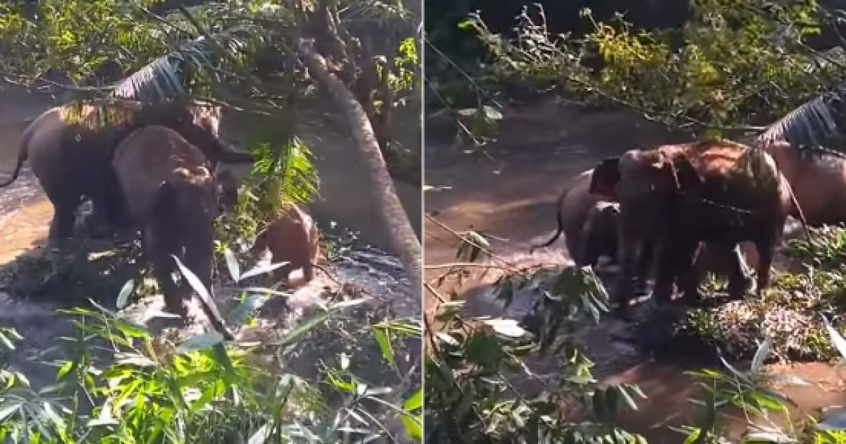 Trapped baby elephant gets rescued in a heart-warming moment